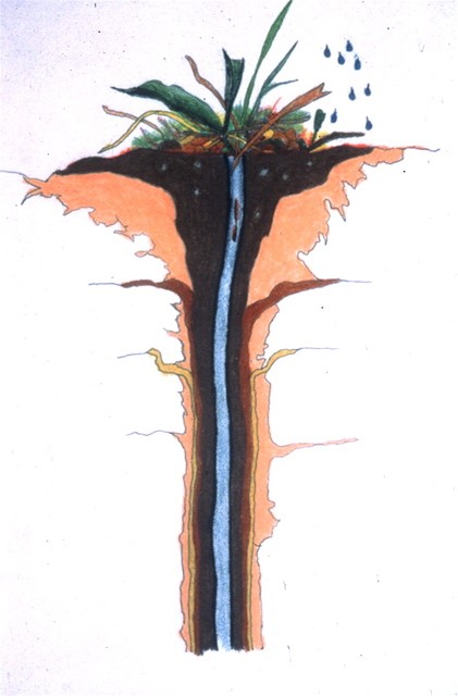 All about earthworms - Welcome Wildlife