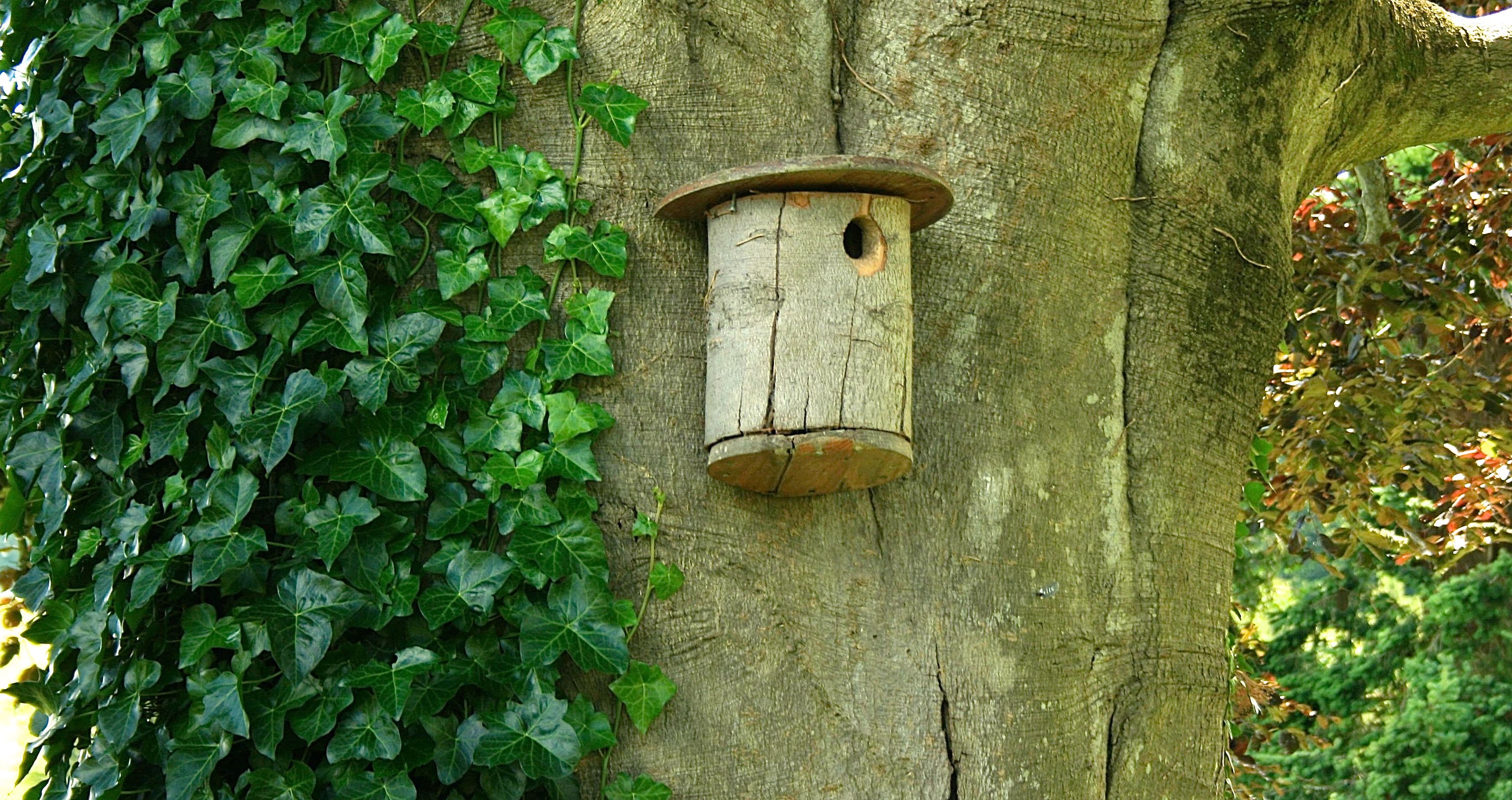 Where to place birdhouses, by species