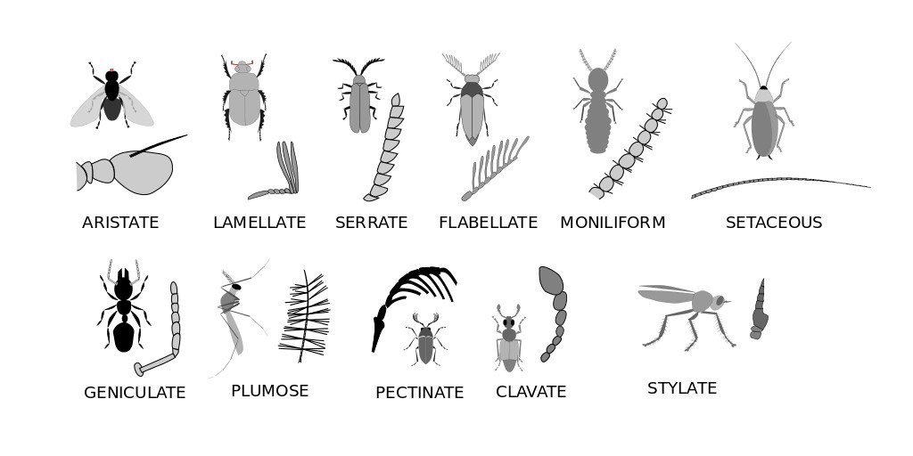 The ins and outs of an insect's anatomy - Welcome Wildlife