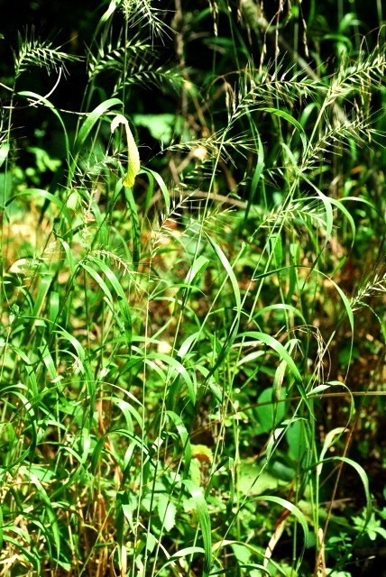 Best native grasses for a yard - Welcome Wildlife