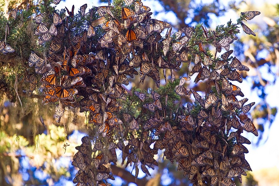 Monarch Butterfly life cycle in pictures - Welcome Wildlife