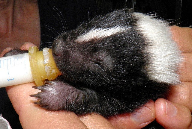 Skunks of the U.S. - Welcome Wildlife
