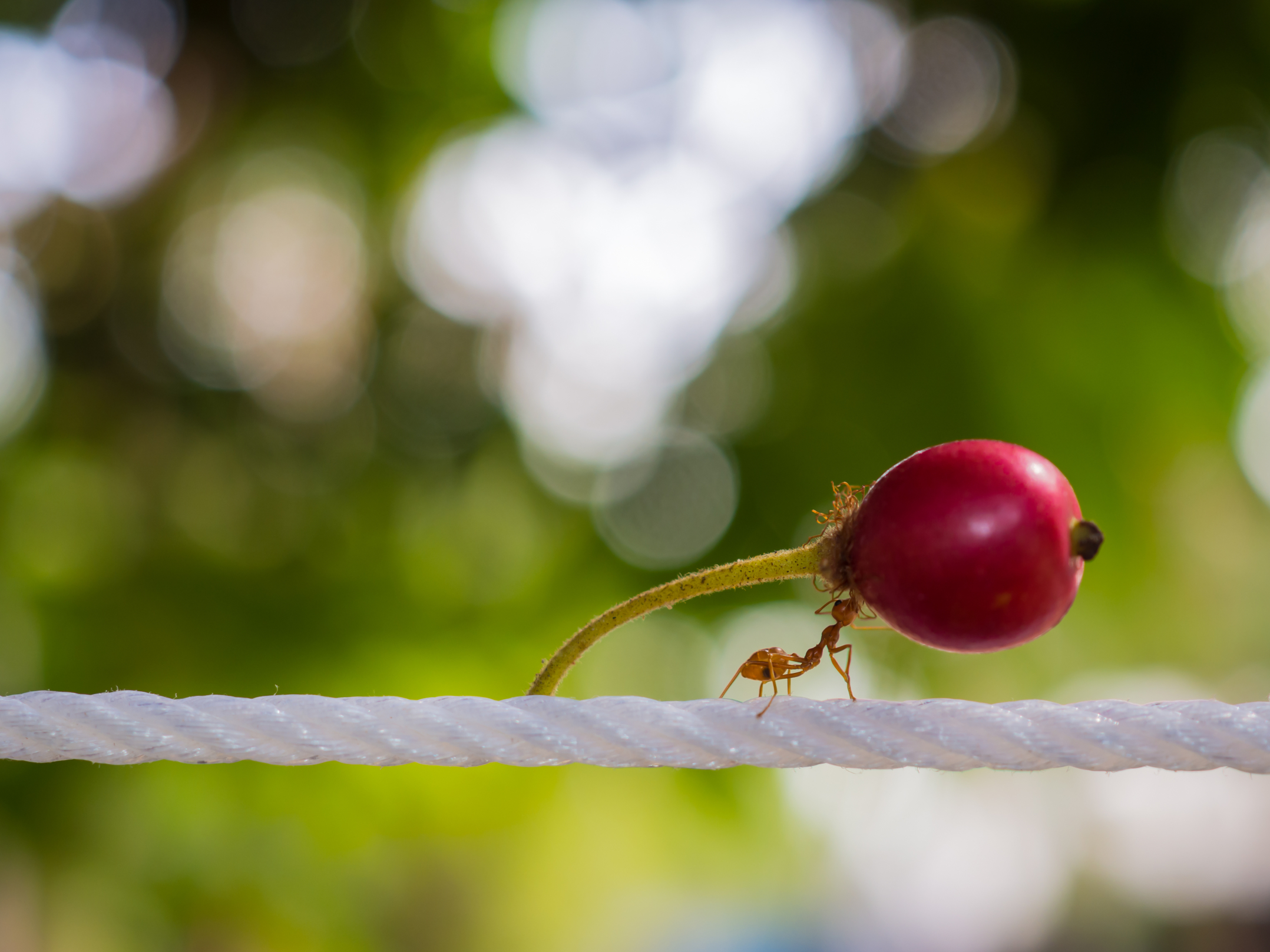All about ants – brainy 'Superwomen' of the insect world - Welcome Wildlife
