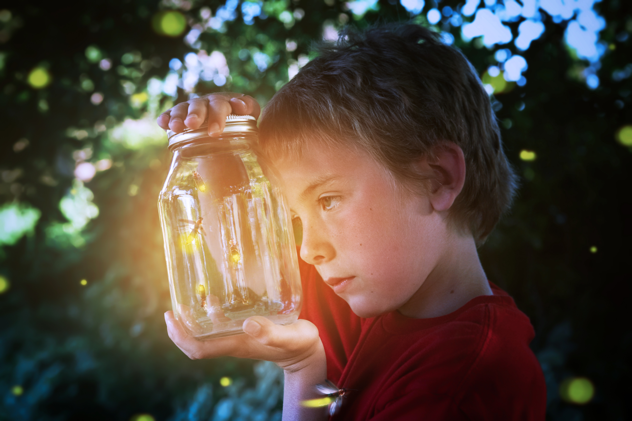 In your yard: fireflies (lightning bugs) - Welcome Wildlife